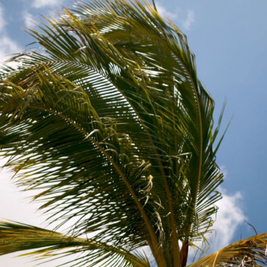 Modern Black Area Rugs: Dark Wool Rugs, Viscose and Natural Hide | CB2